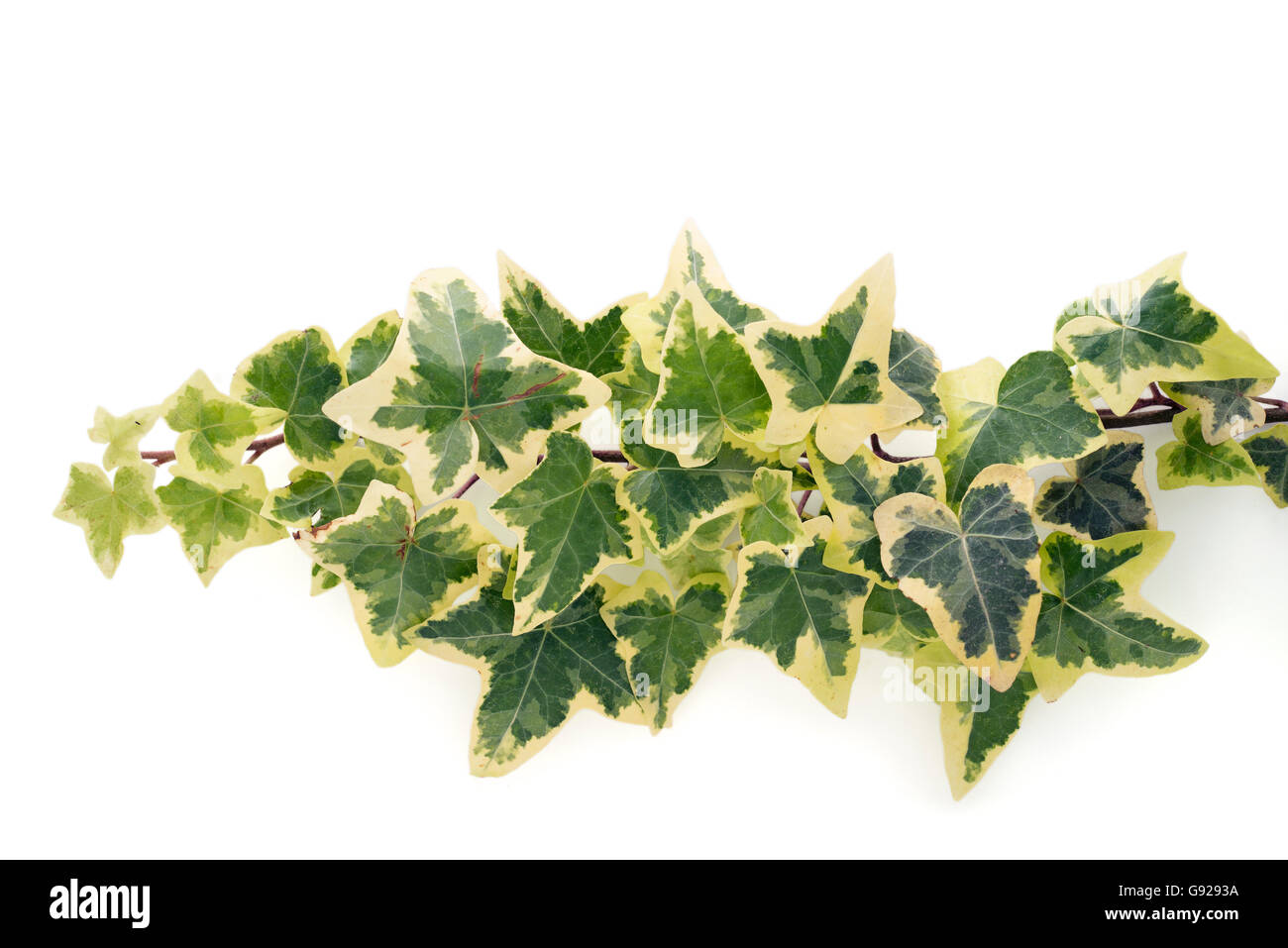 hedera helix variegata isolated on white background Stock Photo - Alamy