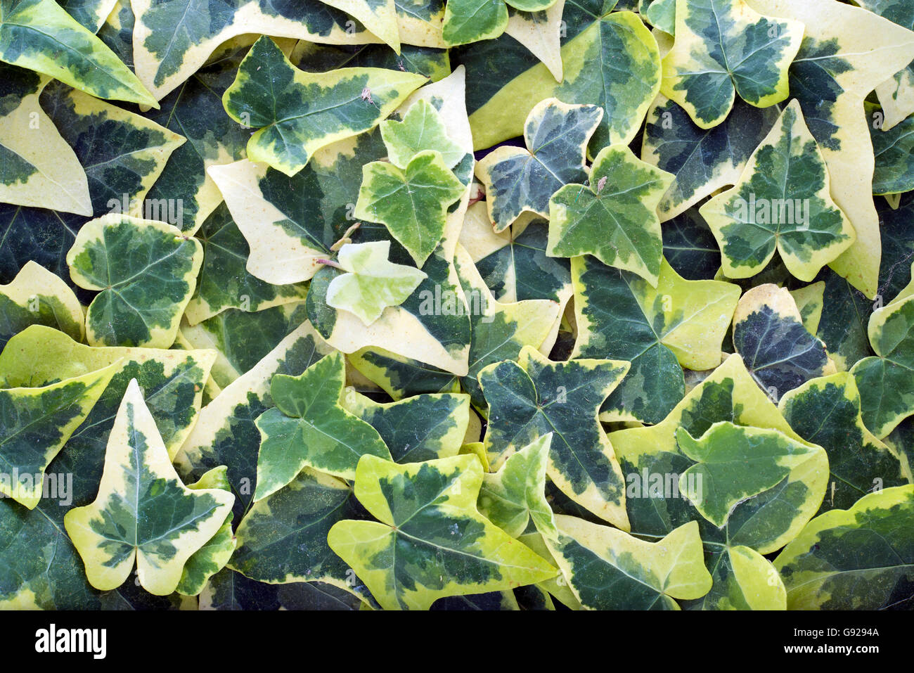 background of hedera helix variegata Stock Photo - Alamy
