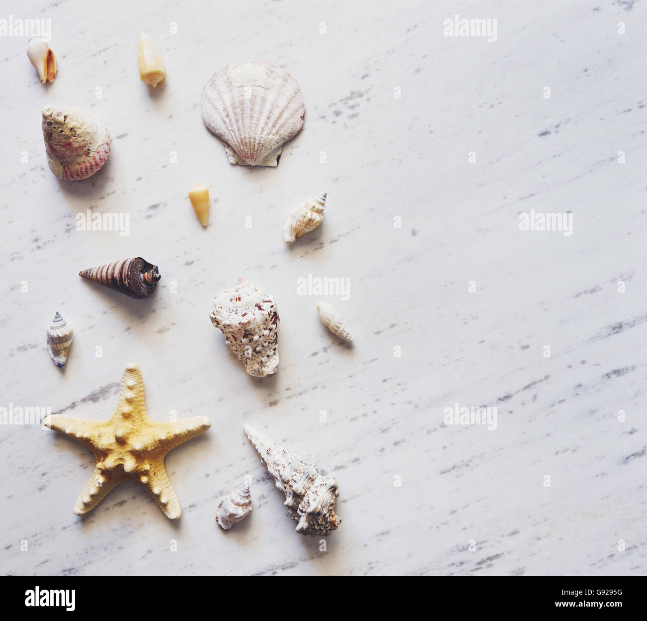 Marble shells hi-res stock photography and images - Alamy