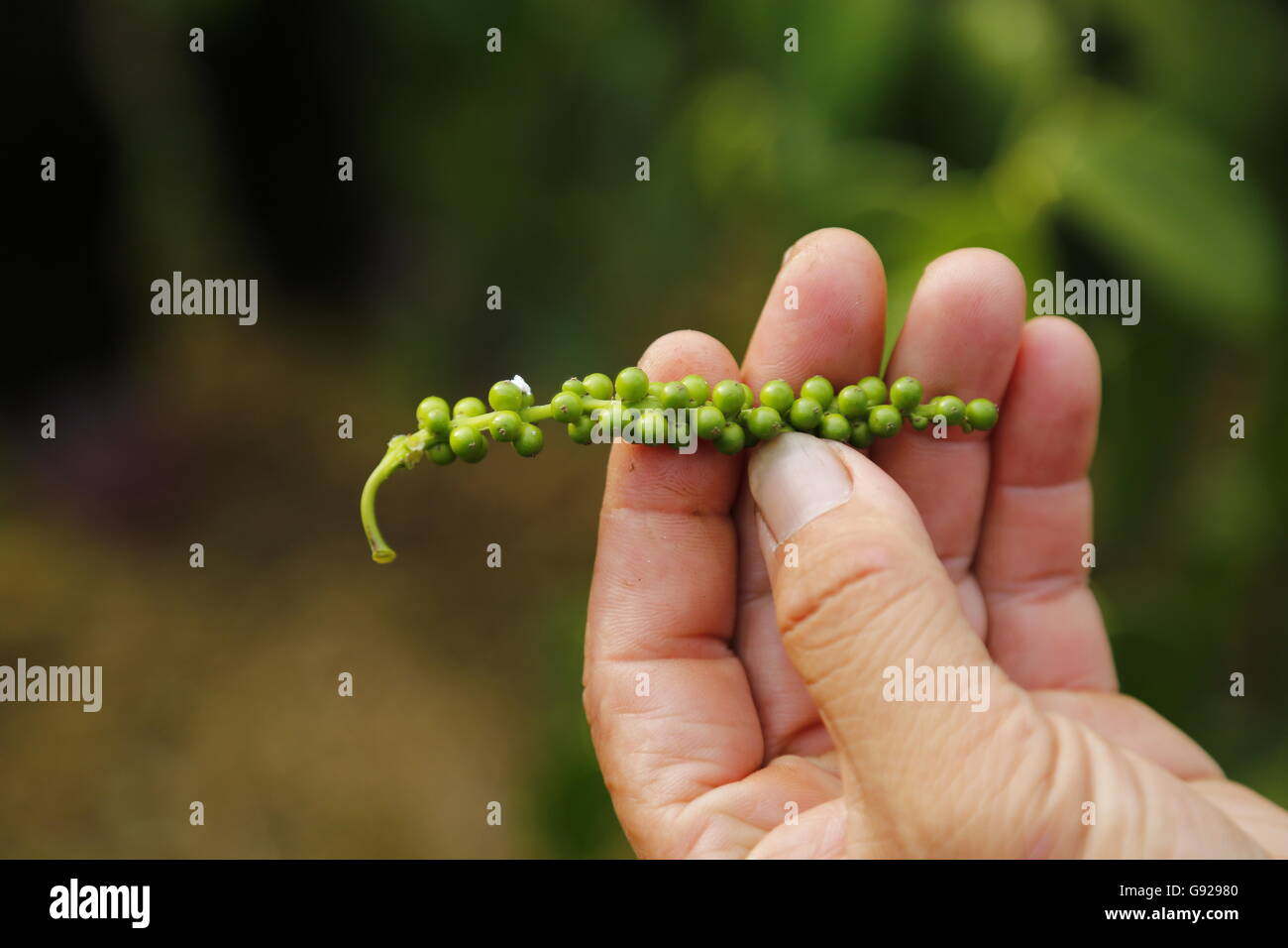 Sarawak pepper hi-res stock photography and images - Alamy