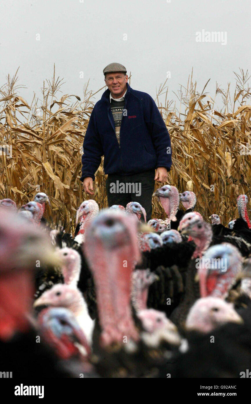 Graham Squier surveys his rafter of turkeys at Humphrey's Farm, in ...