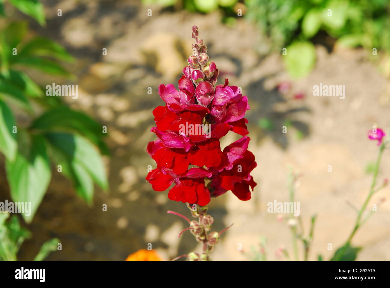 Snapdragon flower red hi-res stock photography and images - Alamy