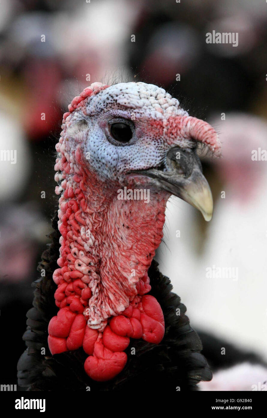 A turkey at Humphrey's Farm, in Great Waltham, Essex. The farm breeds ...