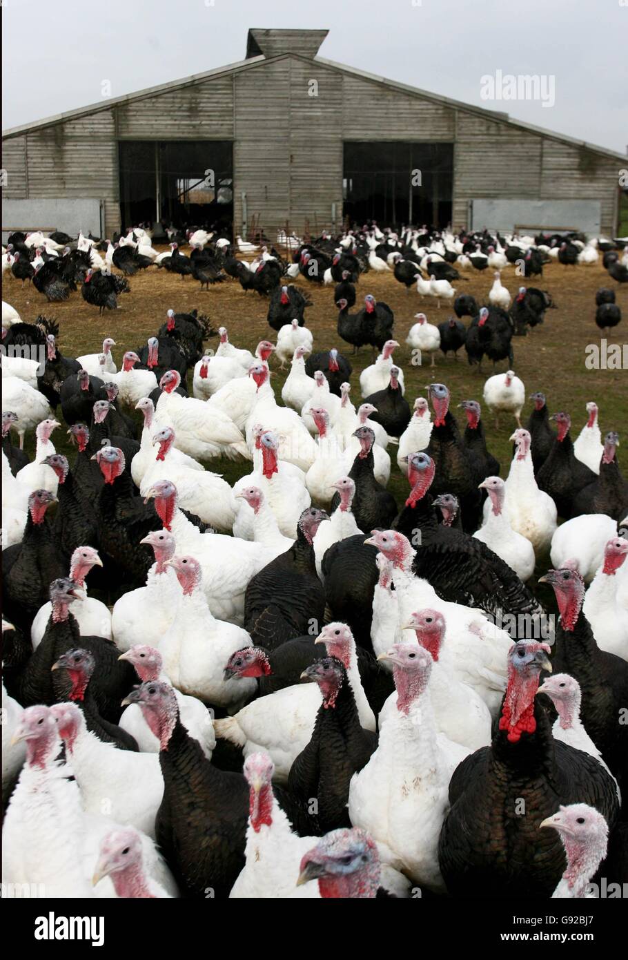 News consumer turkeys hi-res stock photography and images - Alamy