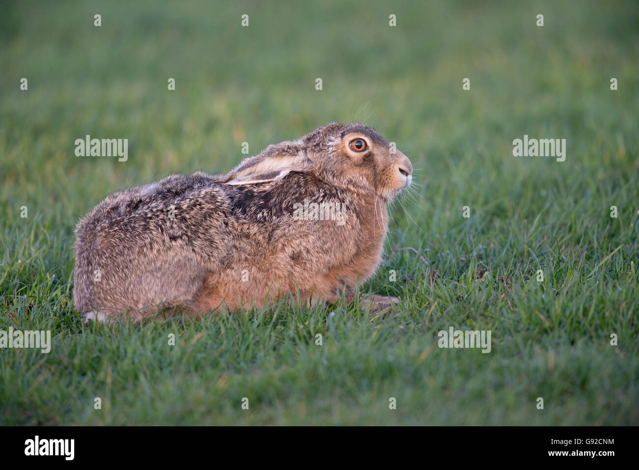 Feldhase (Lepus europaeus Stock Photo - Alamy
