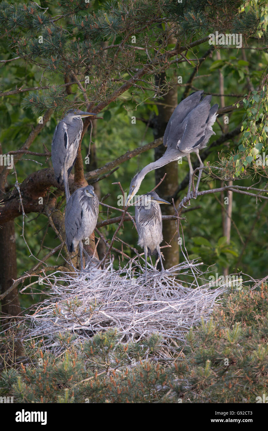 Graureiher ardea cinerea hi-res stock photography and images - Alamy