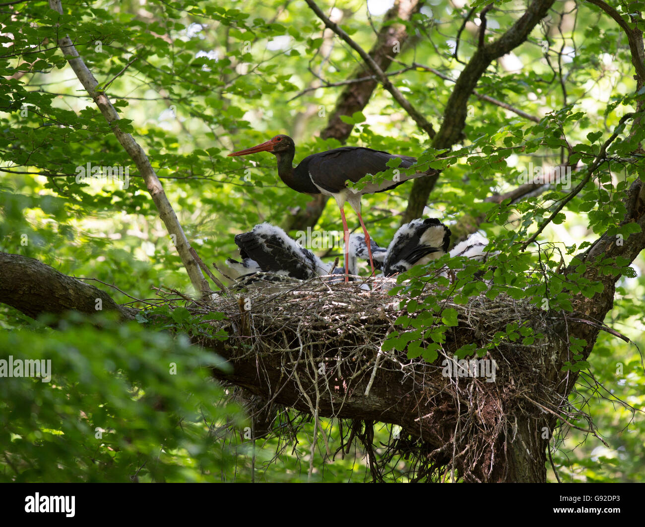 Black stork ciconia nigra group hi-res stock photography and images - Alamy