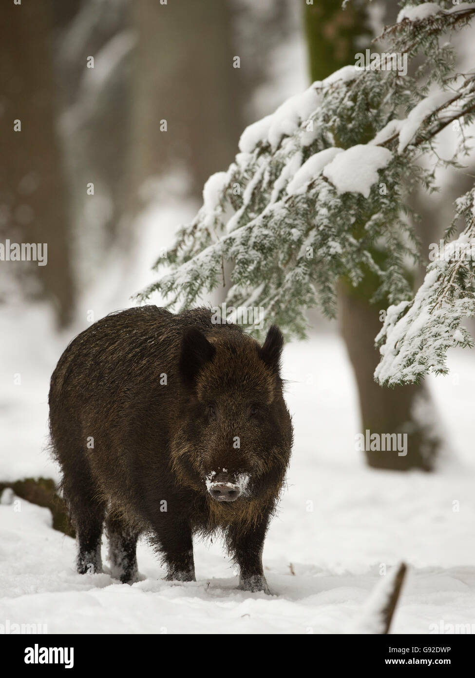 Wildschwein Snow High Resolution Stock Photography and Images - Alamy