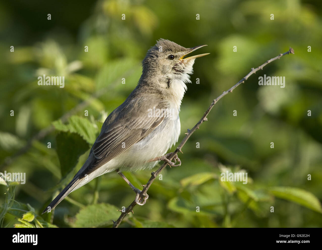 Olivaceous Warbler, male, Greece / (Hippolais pallida) / side Stock ...