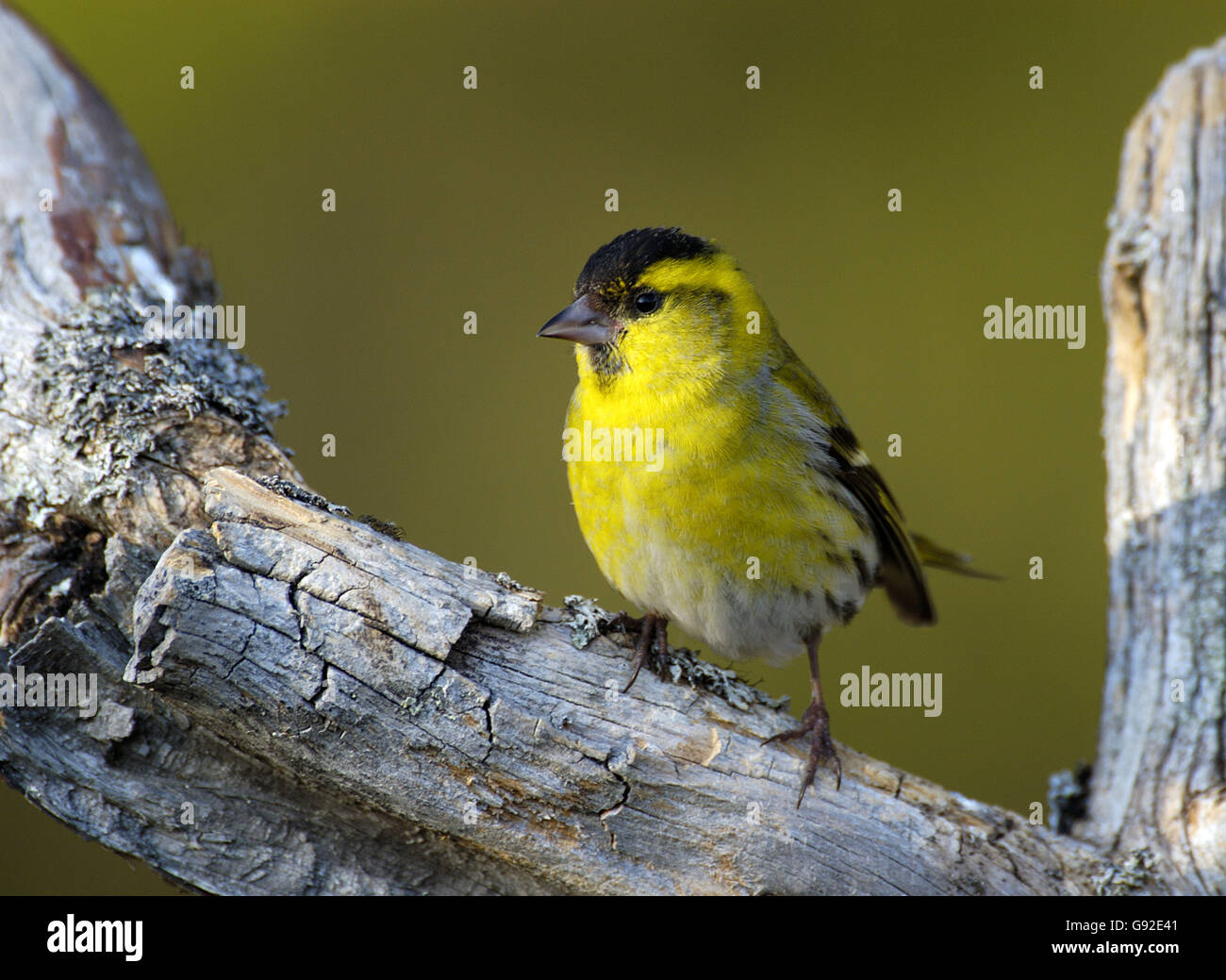 Siskin, male / (Spinus spinus, Carduelis spinus Stock Photo - Alamy