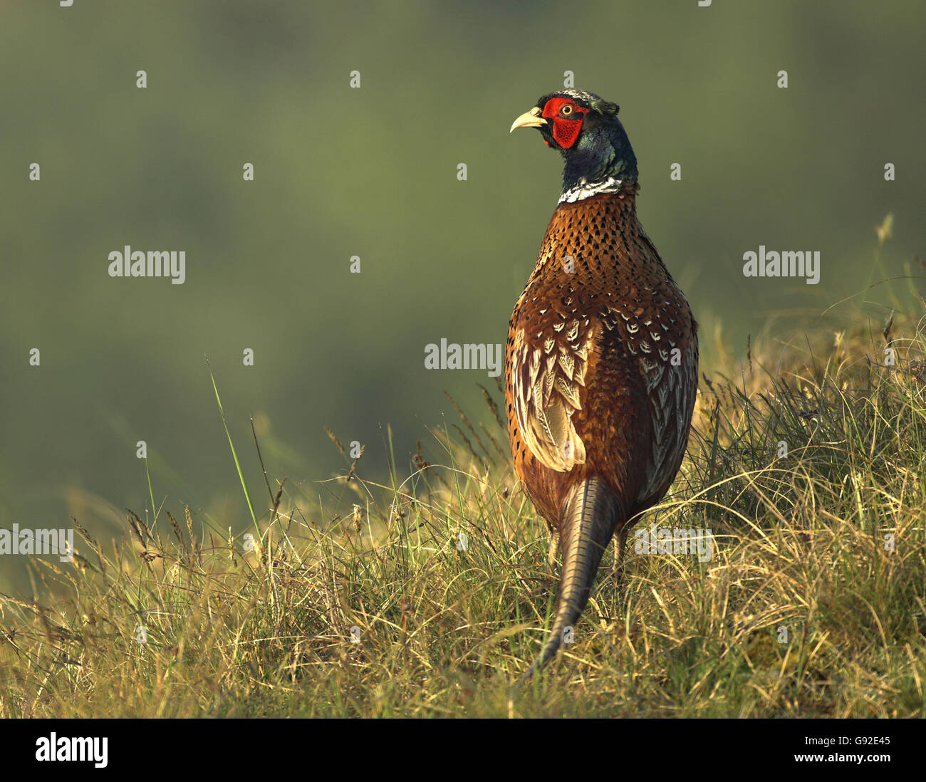 Game Pheasant, male / (Phasianus colchicus Stock Photo - Alamy