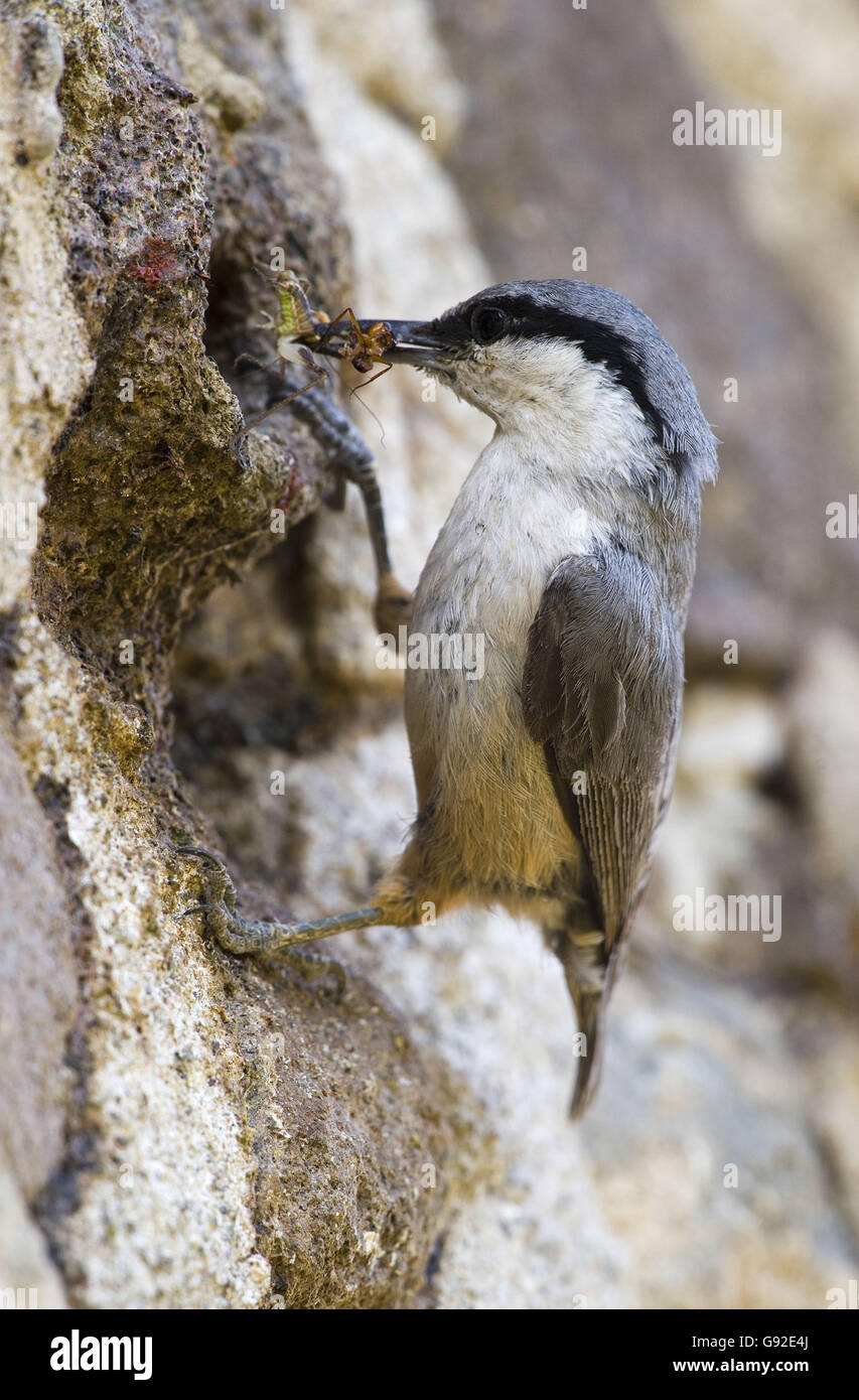 Western rock nuthatch with prey hi-res stock photography and images - Alamy