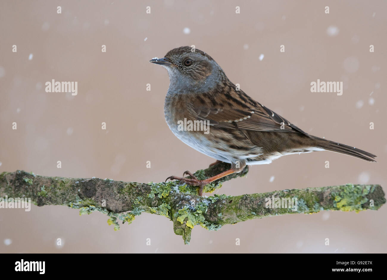 Dunnock / (Prunella modularis) / side Stock Photo - Alamy