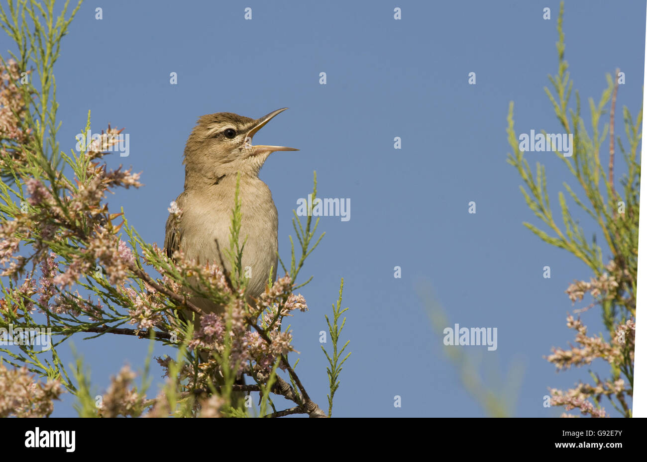Rufous Bush Robin, Greece / (Cercotrichas galactotes Stock Photo - Alamy