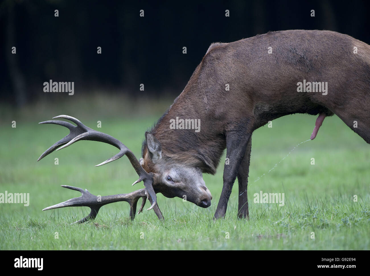 Deer marks hi-res stock photography and images - Alamy
