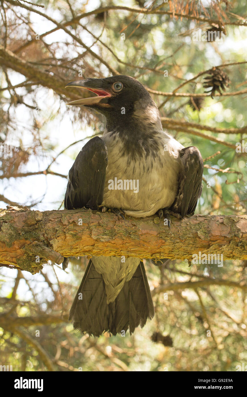 Hooded crow on the tree branch Stock Photo - Alamy