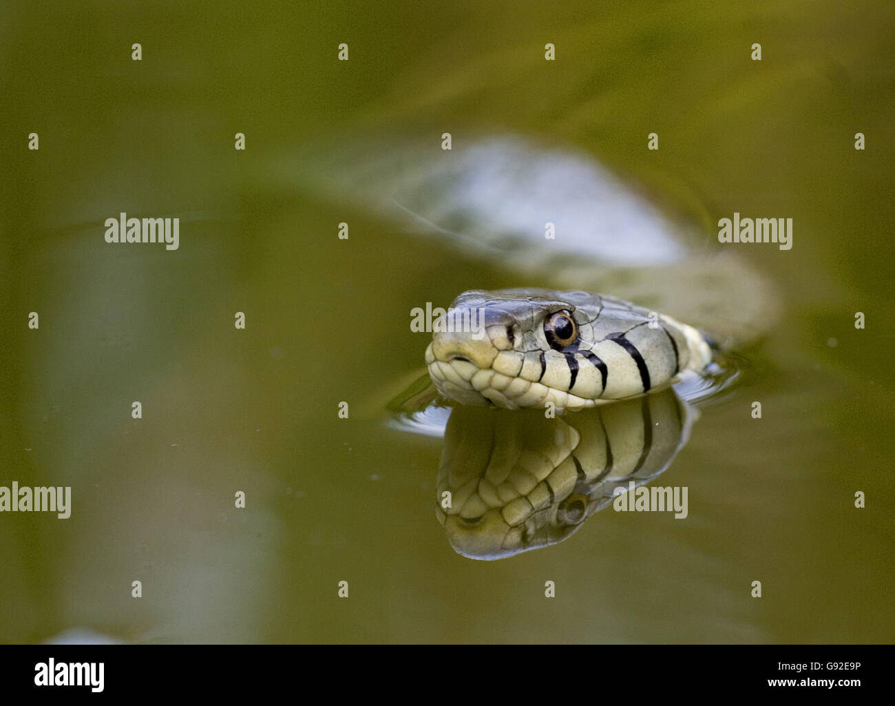 Grass Snake / (Natrix natrix Stock Photo - Alamy
