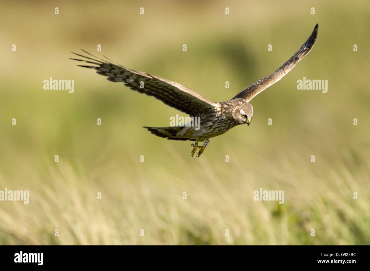 Hen harrier hi-res stock photography and images - Alamy