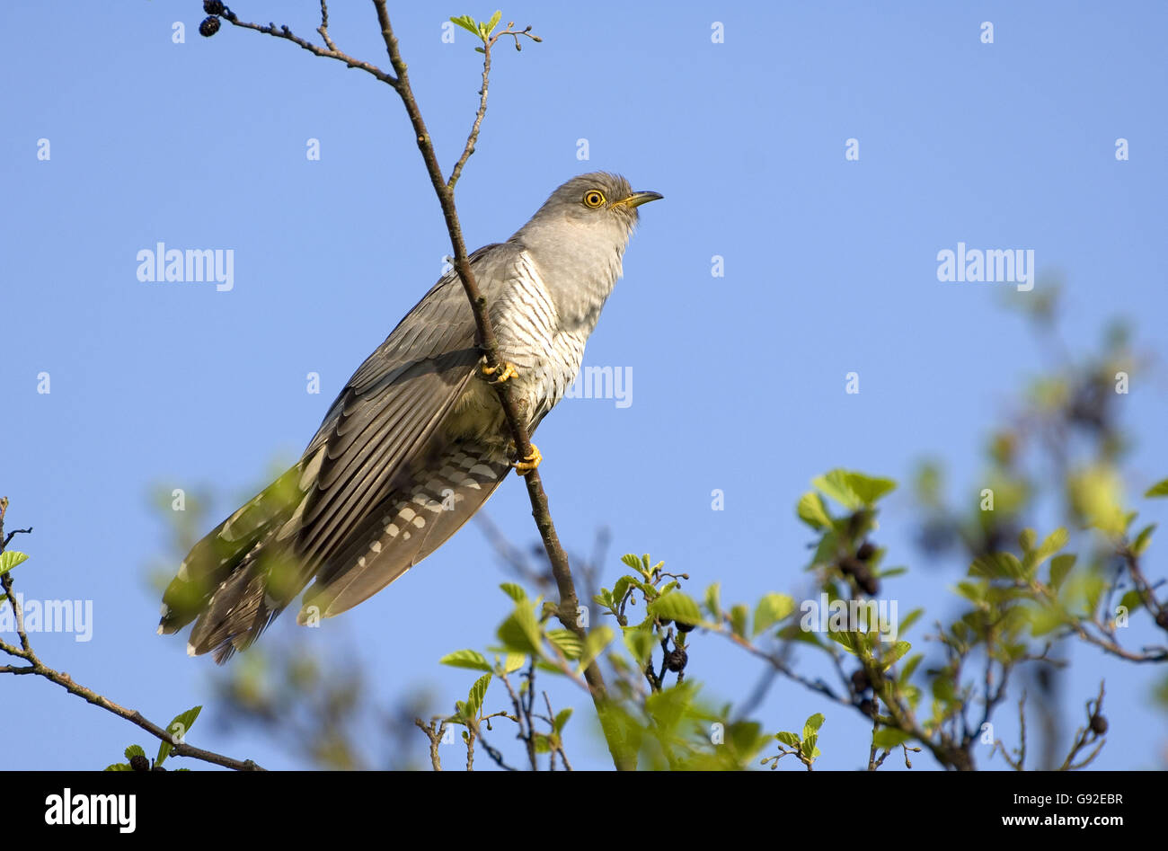 Common Cuckoo / (Cuculus canorus Stock Photo - Alamy