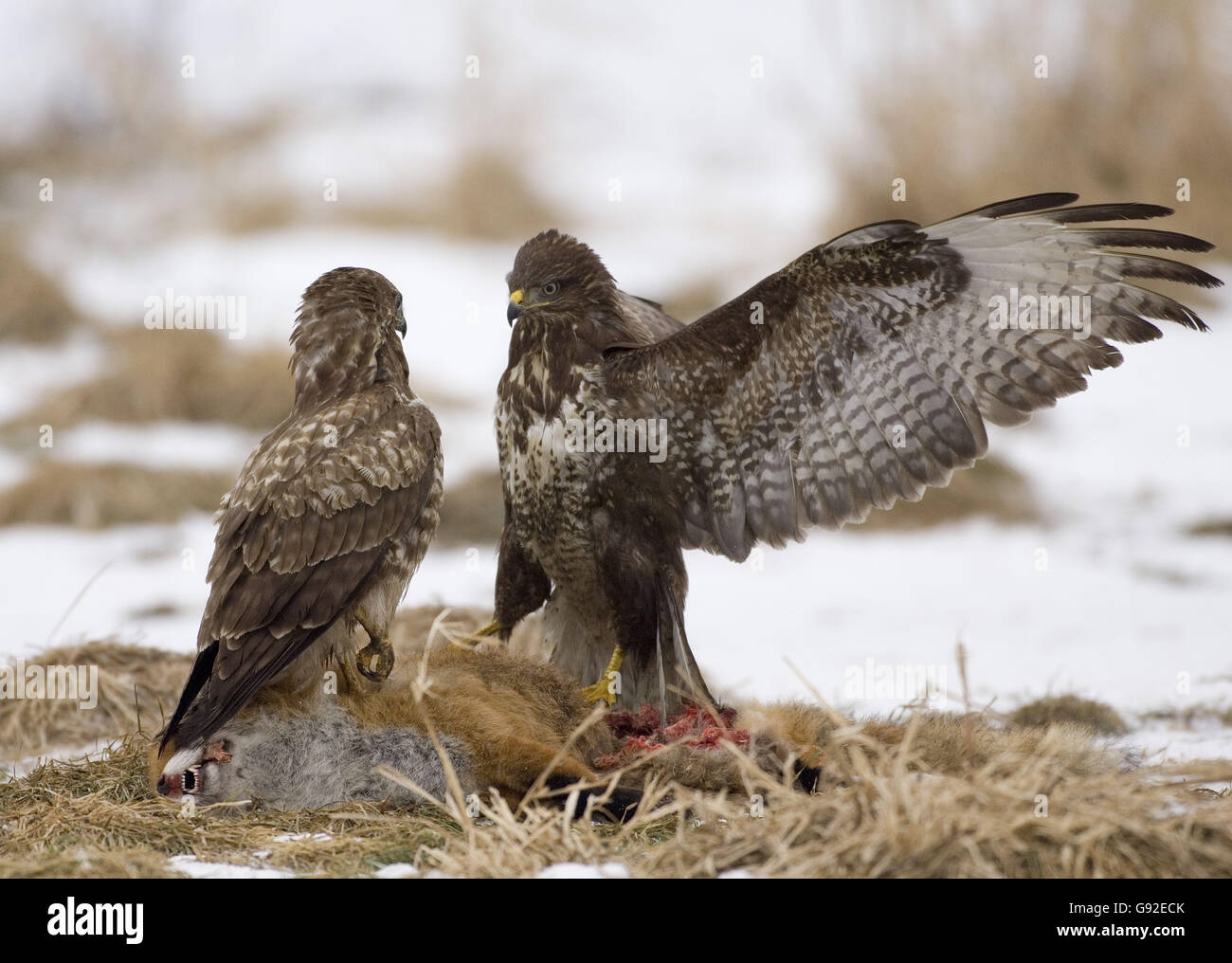European Buzzards at fox carcass / (Buteo buteo Stock Photo - Alamy