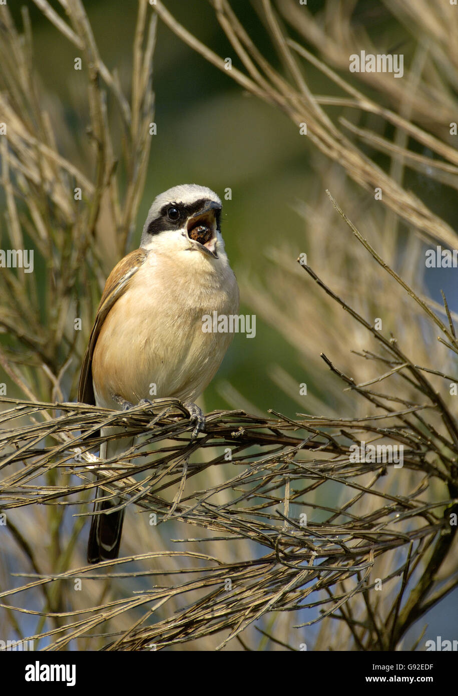 Red-backed Shrike, male, disgorging / (Lanius collurio Stock Photo - Alamy