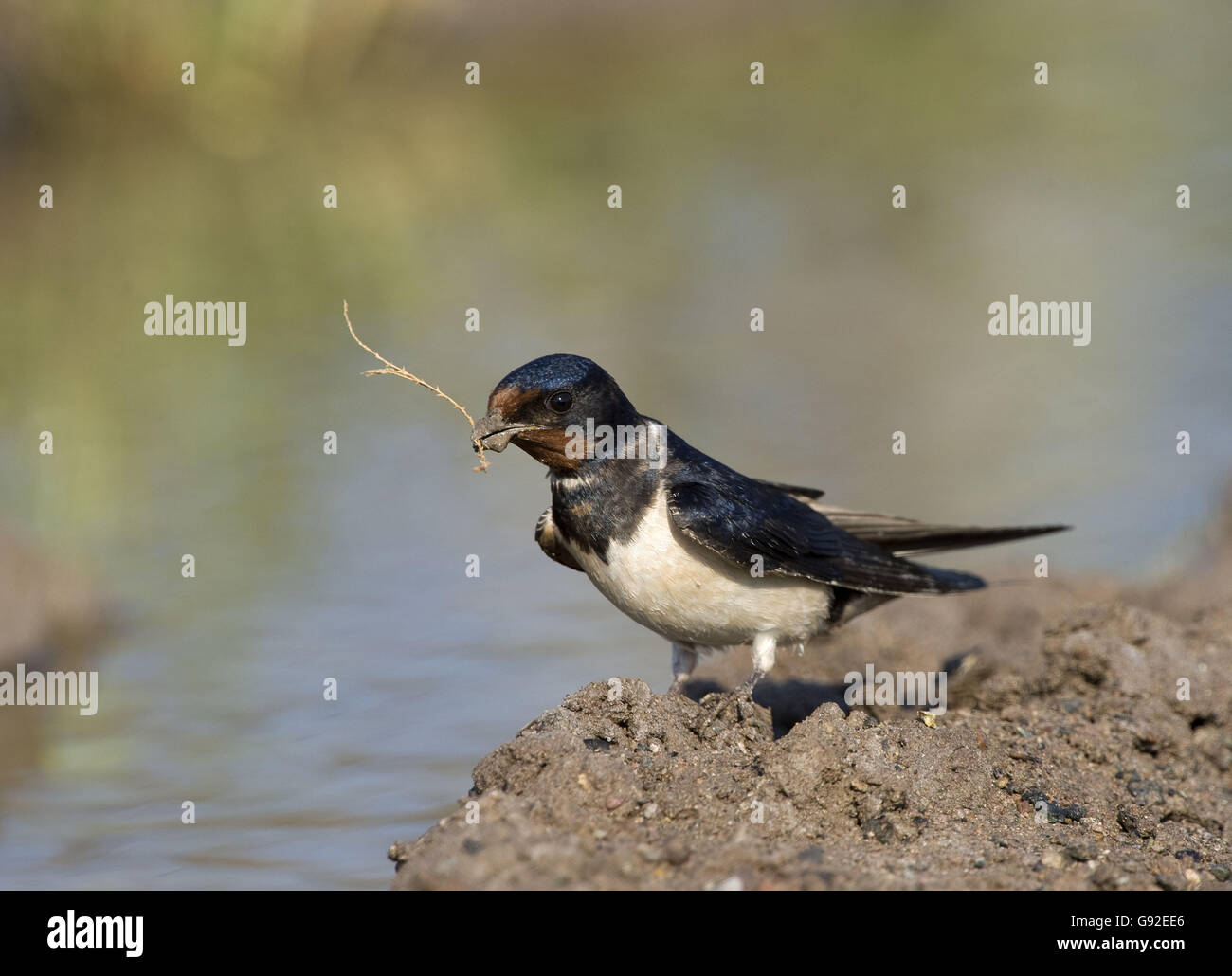 Barn Swallow collecting mud as nesting material, Greece / (Hirundo ...