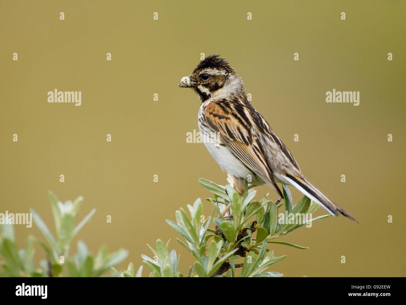 Reed Bunting, female with prey / (Emberiza schoeniclus) / side Stock ...
