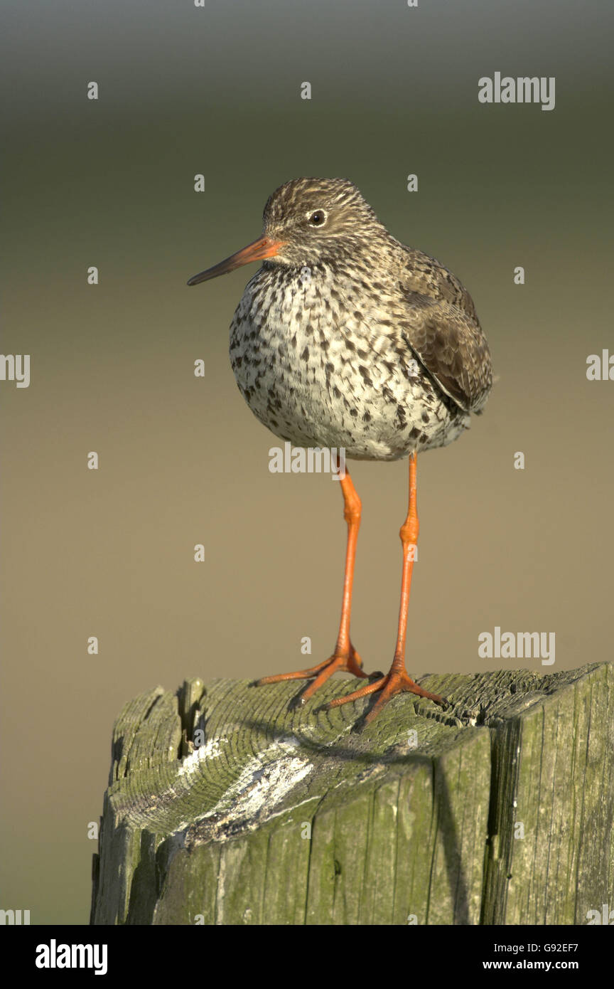 Common Redshank / (Tringa totanus Stock Photo - Alamy