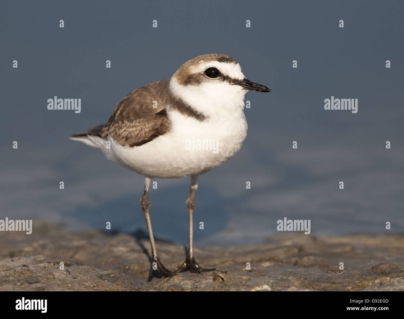 Kentish Plover, Greece / (Charadrius alexandrinus Stock Photo - Alamy
