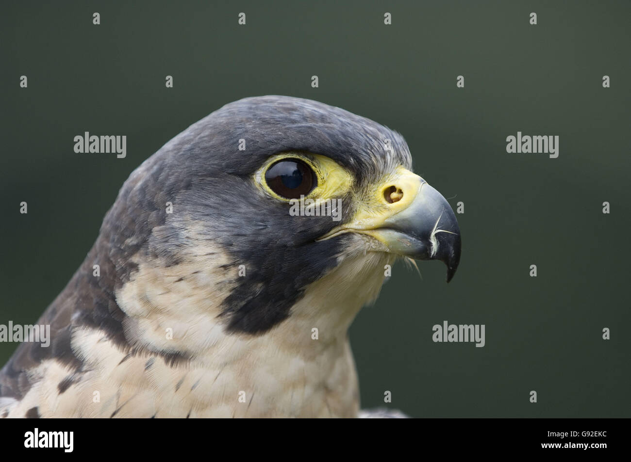 Falcon Heads High Resolution Stock Photography and Images - Alamy