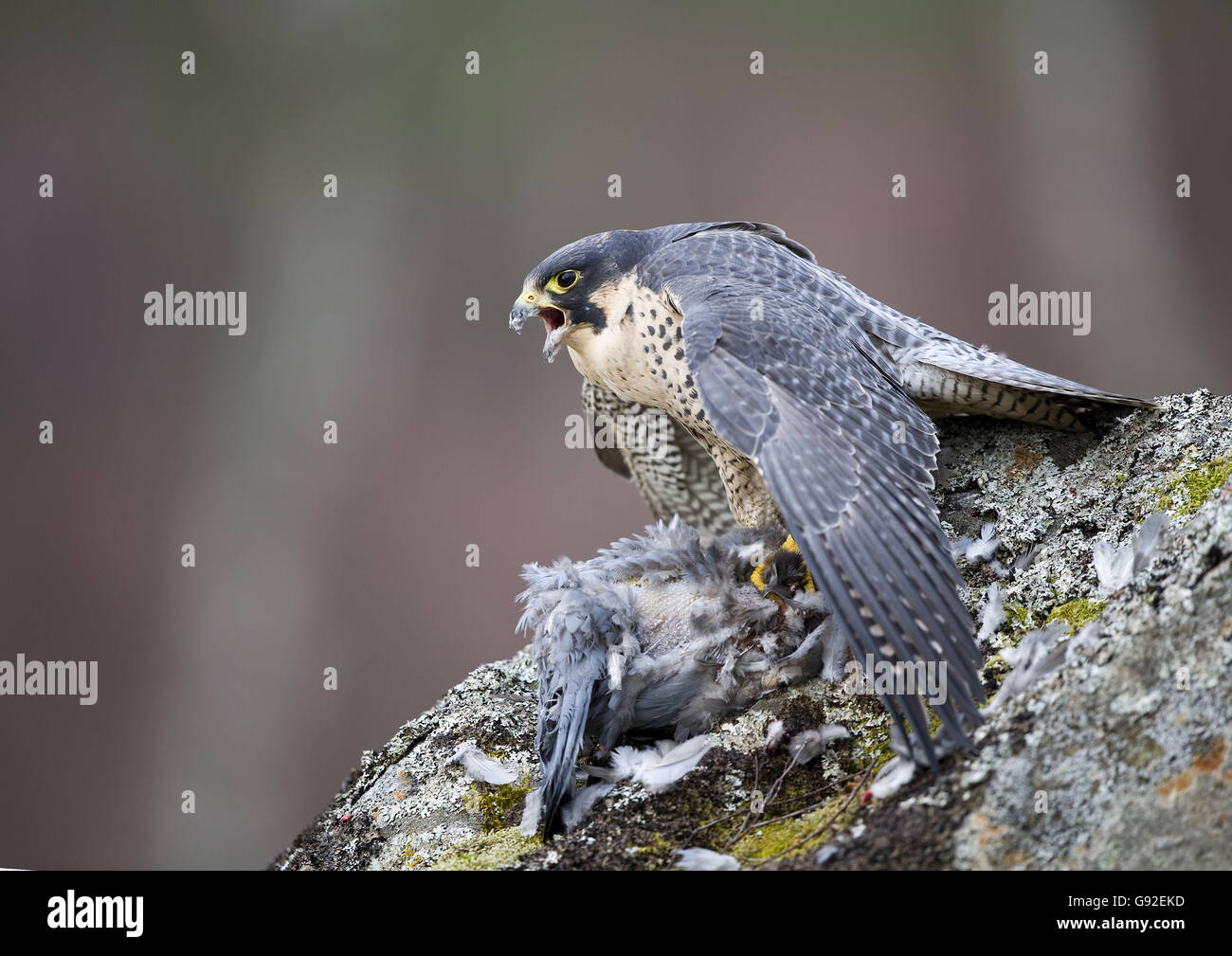 Peregrine Falcon with seized Pigeon / (Falco peregrinus Stock Photo - Alamy