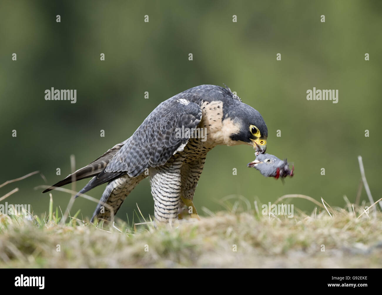 Peregrine Falcon with seized Pigeon / (Falco peregrinus Stock Photo - Alamy