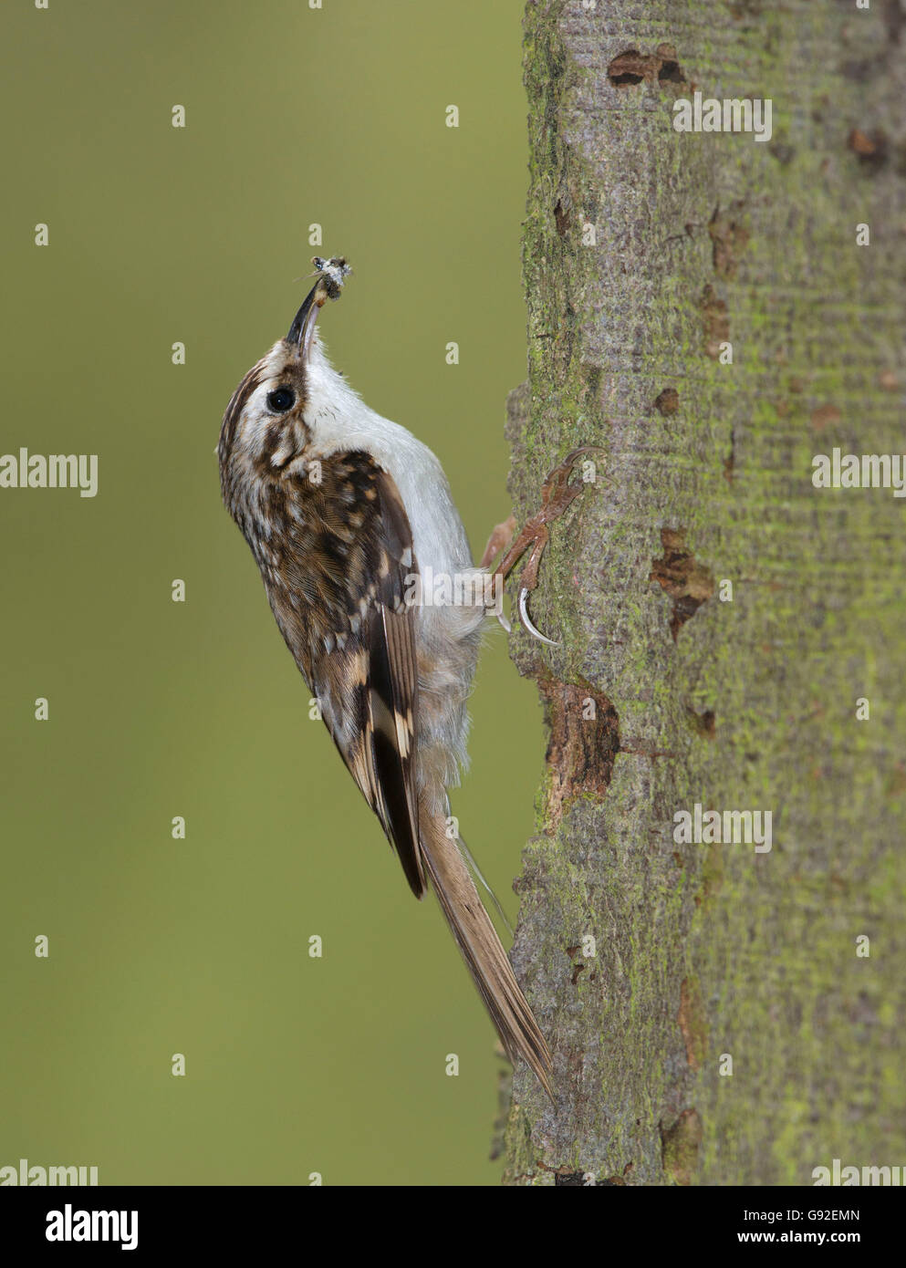 Common Treecreeper / (Certhia familiaris Stock Photo - Alamy