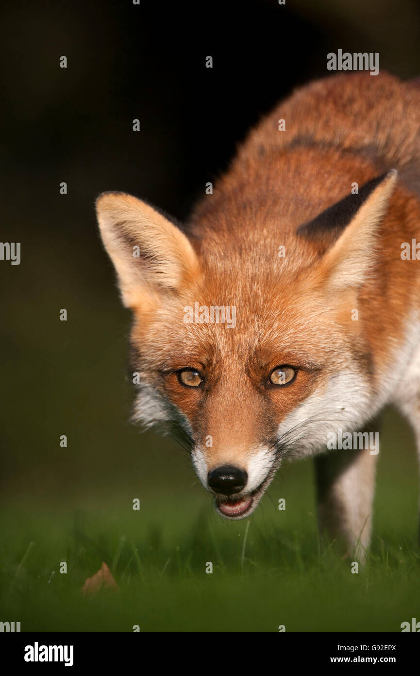 Red Fox / (Vulpes vulpes Stock Photo - Alamy