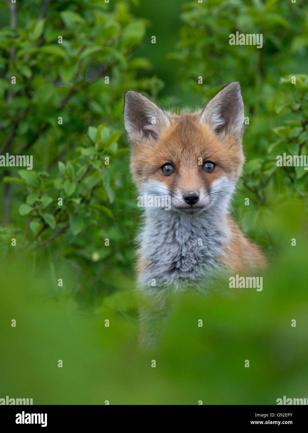 Fox cub with eye contact hi-res stock photography and images - Alamy