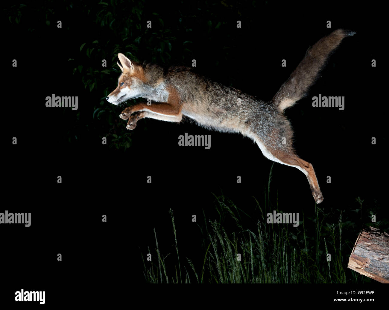 Red Fox Jumping High Resolution Stock Photography and Images - Alamy