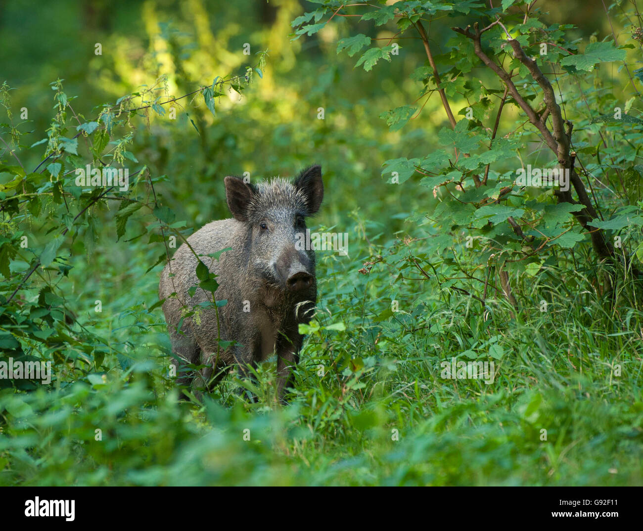 Sus scorfa hi-res stock photography and images - Alamy