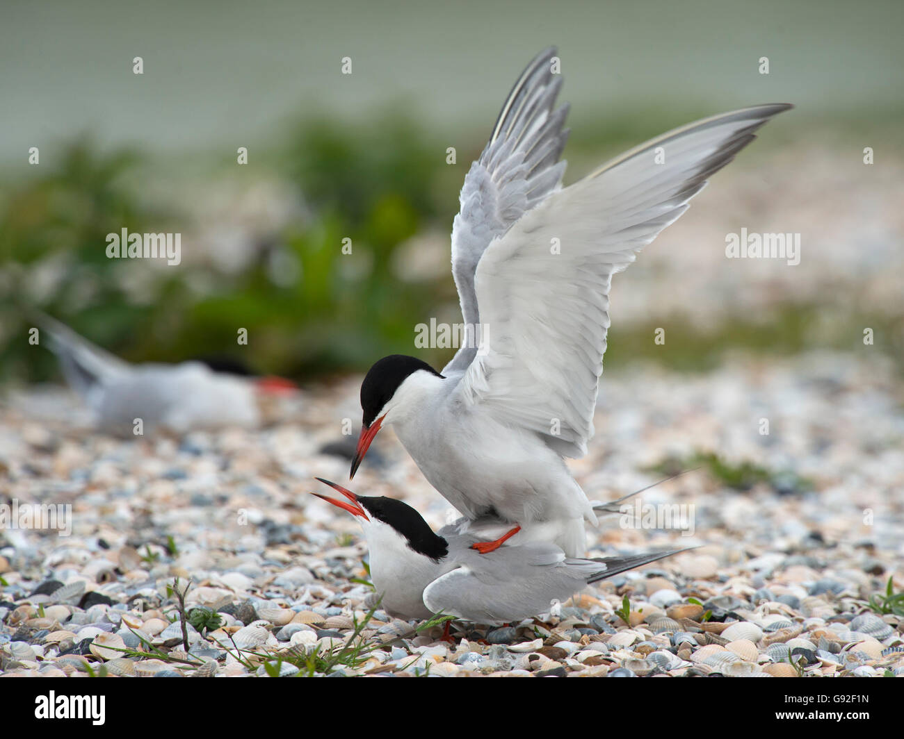 Common terns mating hi-res stock photography and images - Alamy