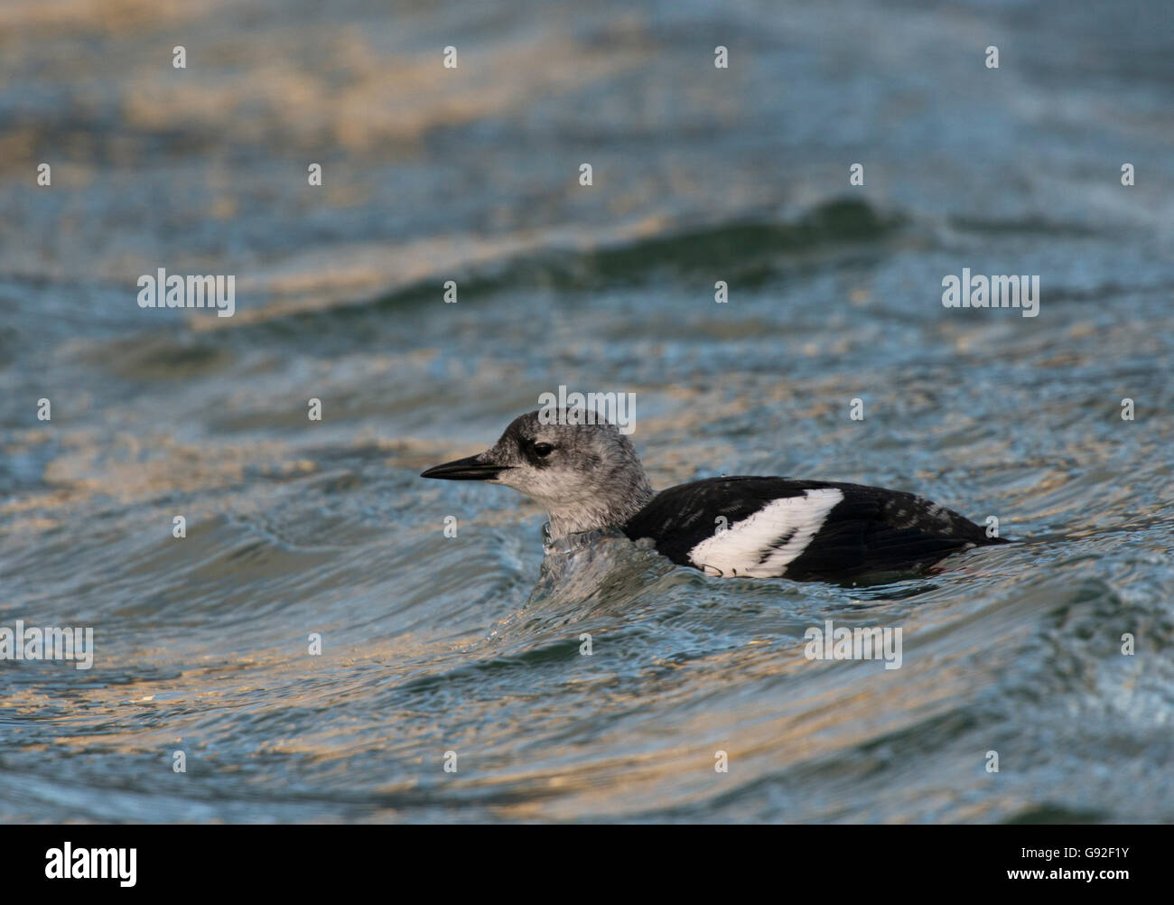 Black Guillemot (Cepphus grylle Stock Photo - Alamy
