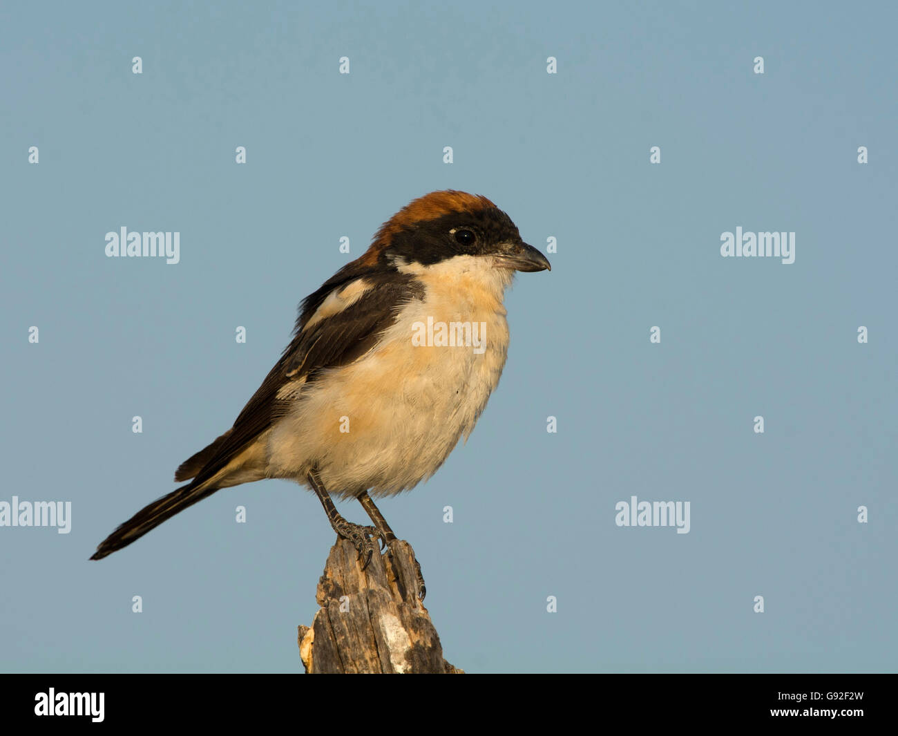 Woodchat Shrike (Lanius senator Stock Photo - Alamy