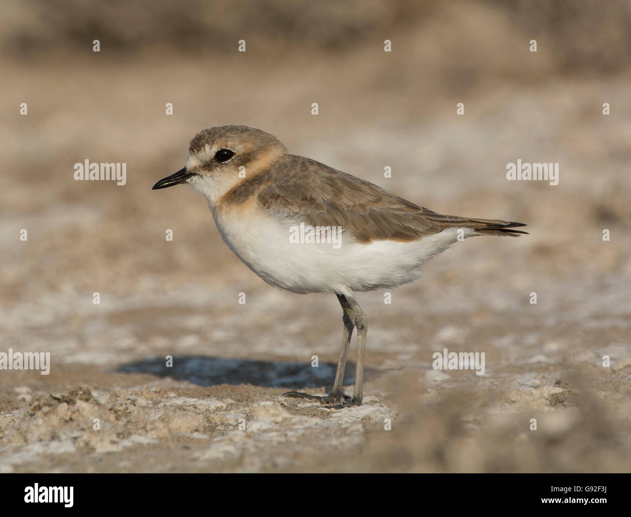 Kentish Plover (Charadrius alexandrinus Stock Photo - Alamy