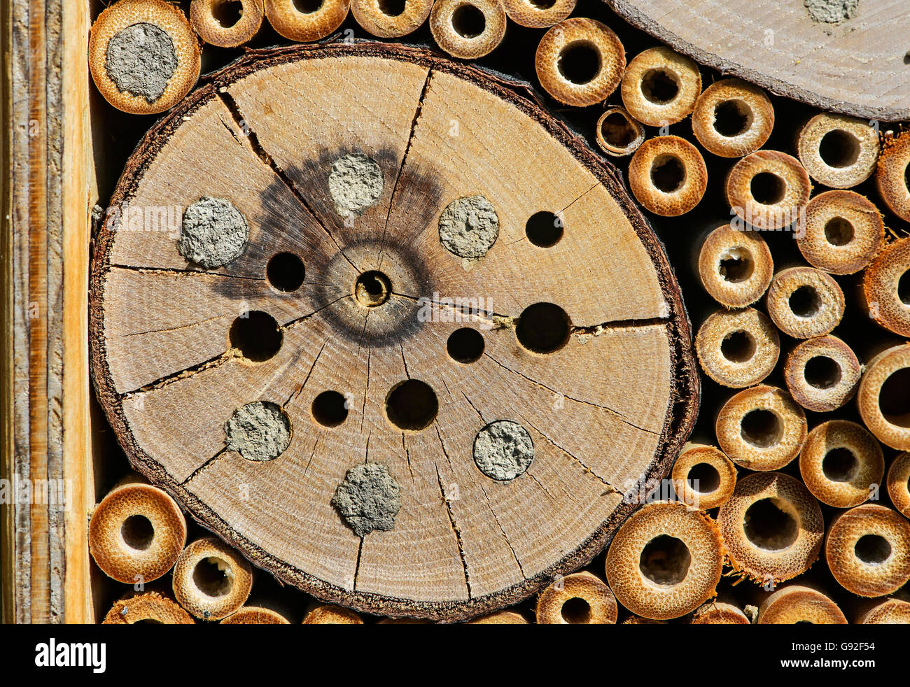 Cavity nesting solitary bees hi-res stock photography and images - Alamy