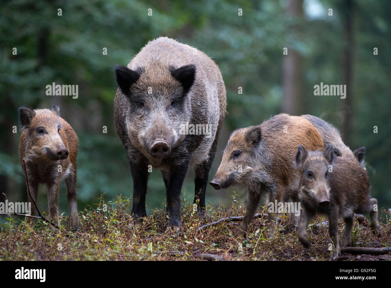Wild Boars (Sus scrofa Stock Photo - Alamy