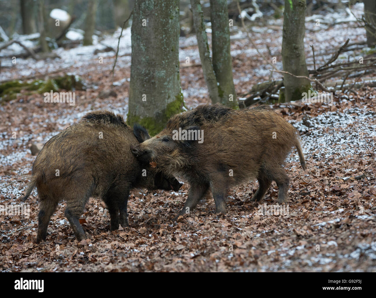 Female Boars High Resolution Stock Photography and Images - Alamy