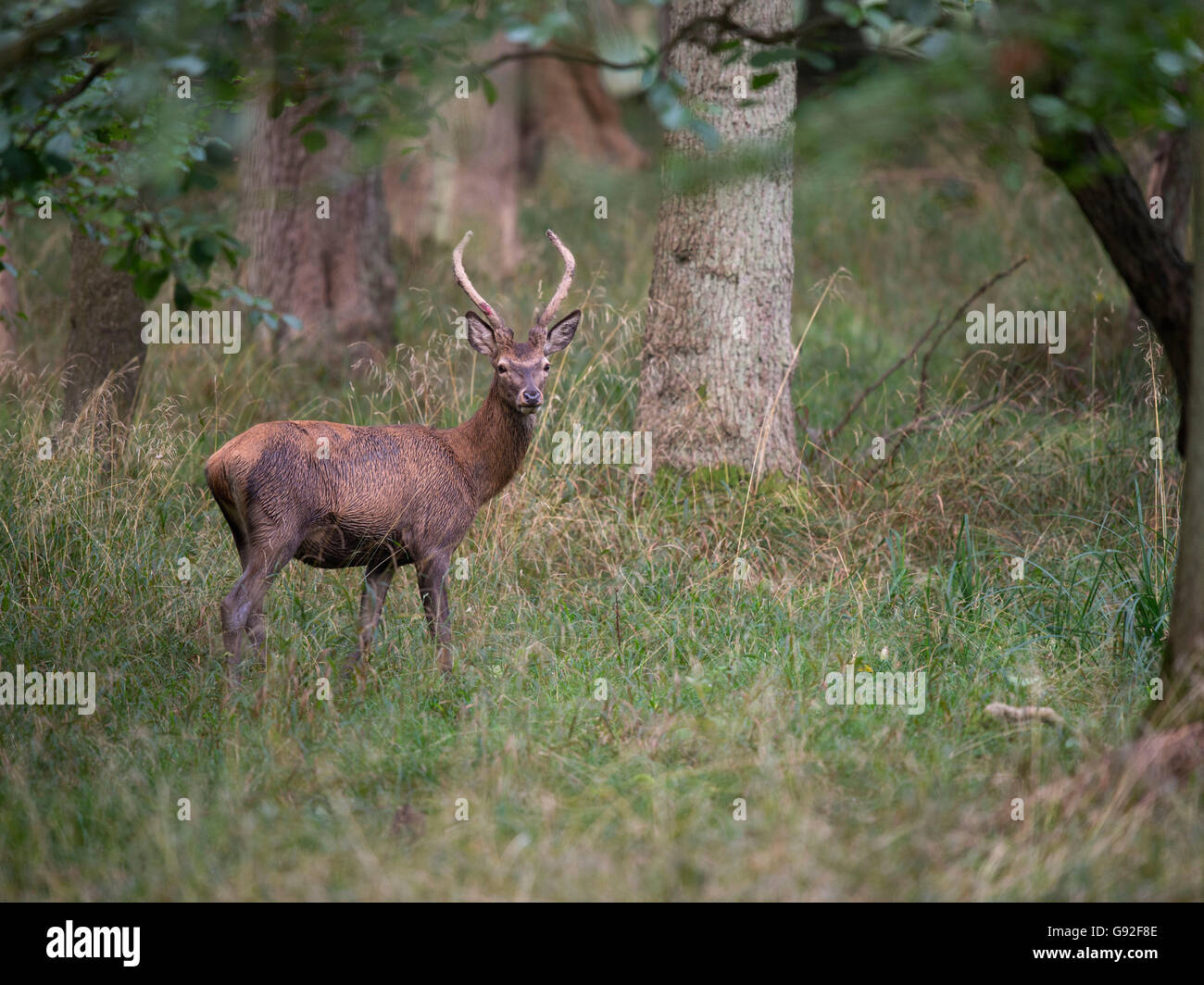 Red Deer stag, Denmark / (Cervus elaphus Stock Photo - Alamy