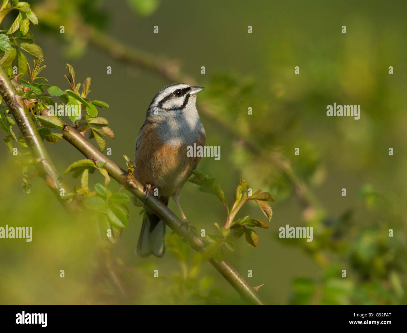 Rock Bunting (Emberiza cia Stock Photo - Alamy