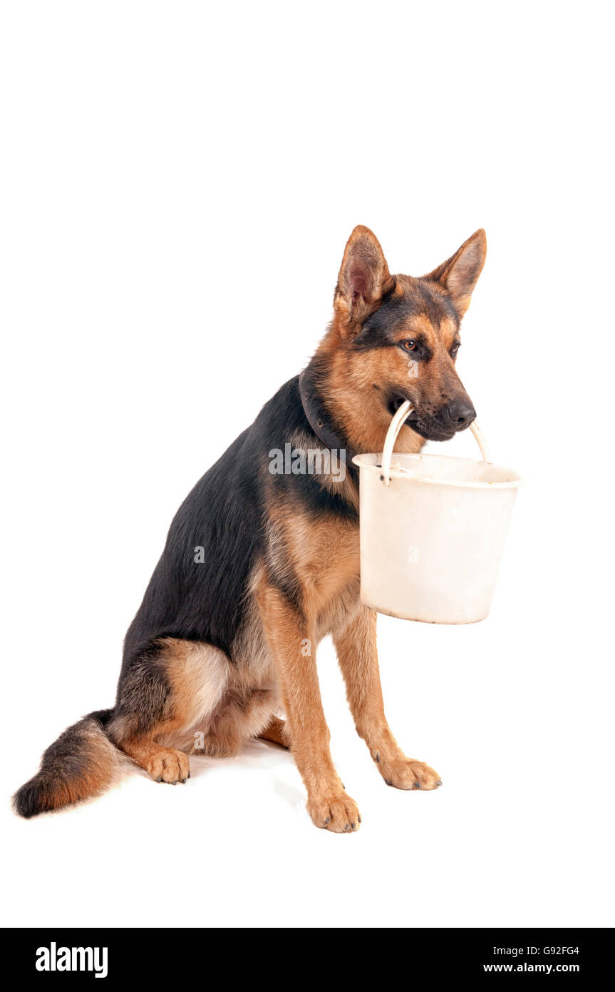 White german shepherd cut out hi-res stock photography and images - Alamy