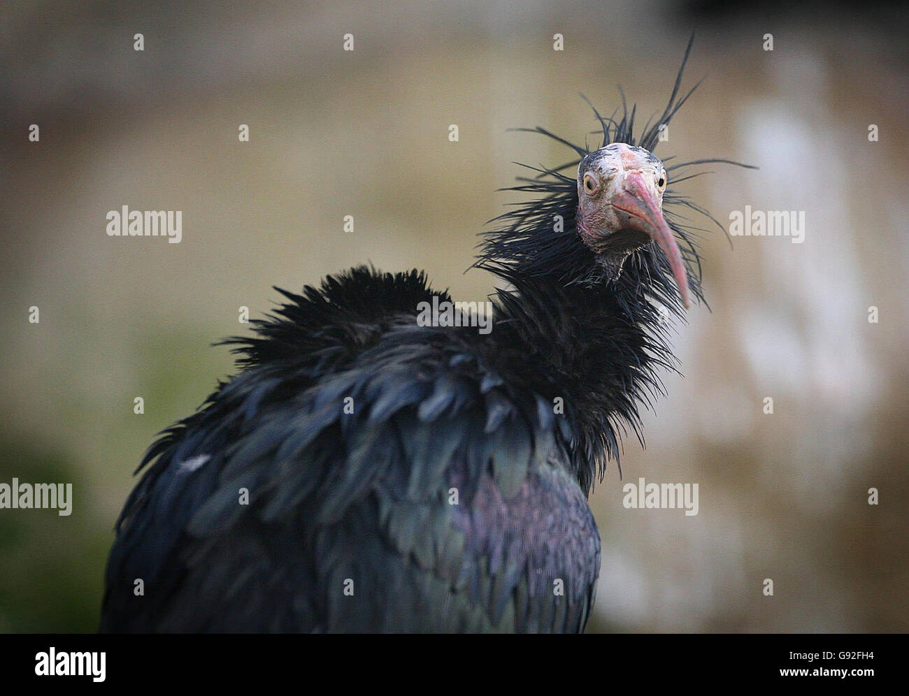 Middle Colonies Livestock