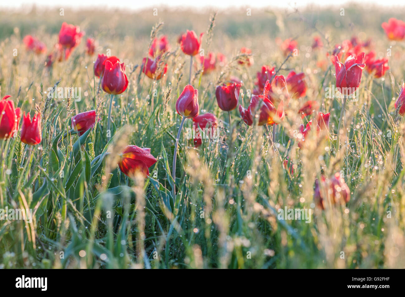 Wild tulip in the field, Rostov region, Russia Stock Photo - Alamy