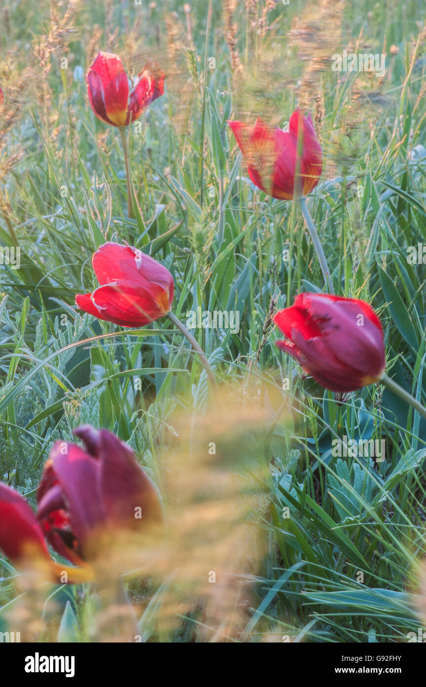Wild tulip in the field, Rostov region, Russia Stock Photo - Alamy